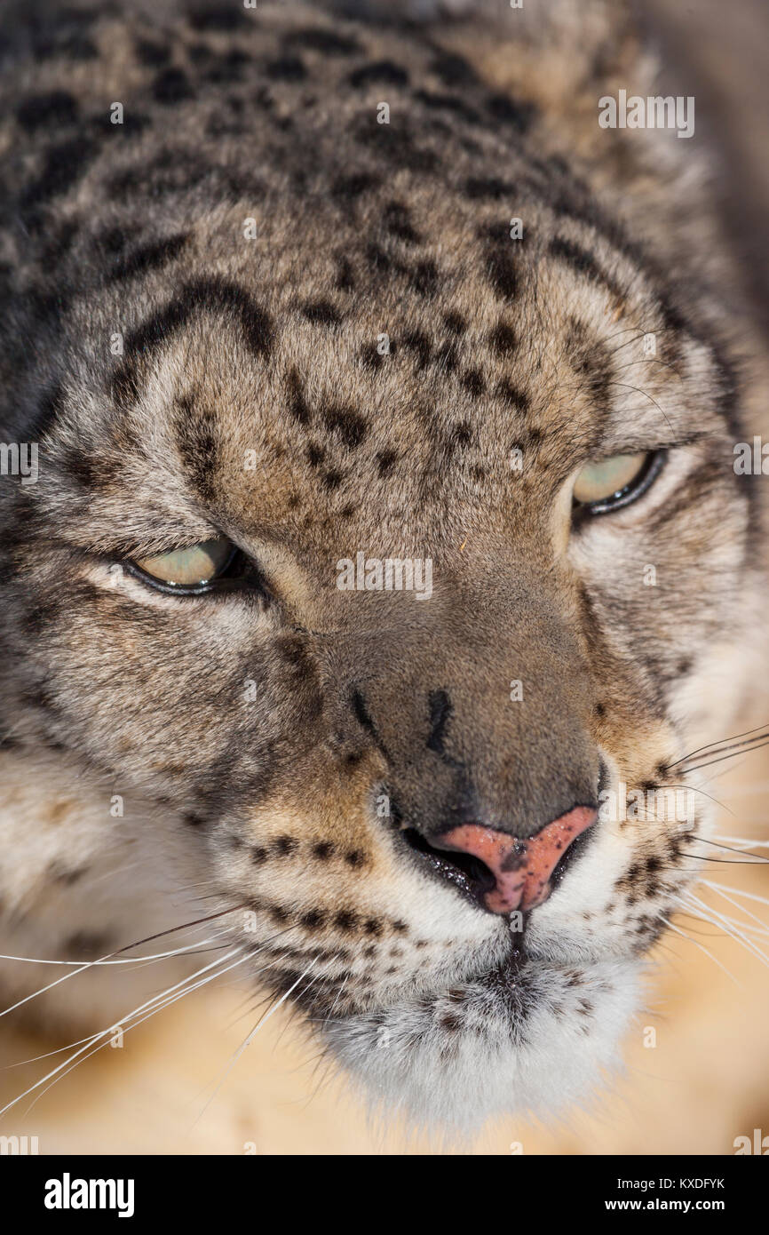 Snow leopard (Panthera uncia Stock Photo - Alamy