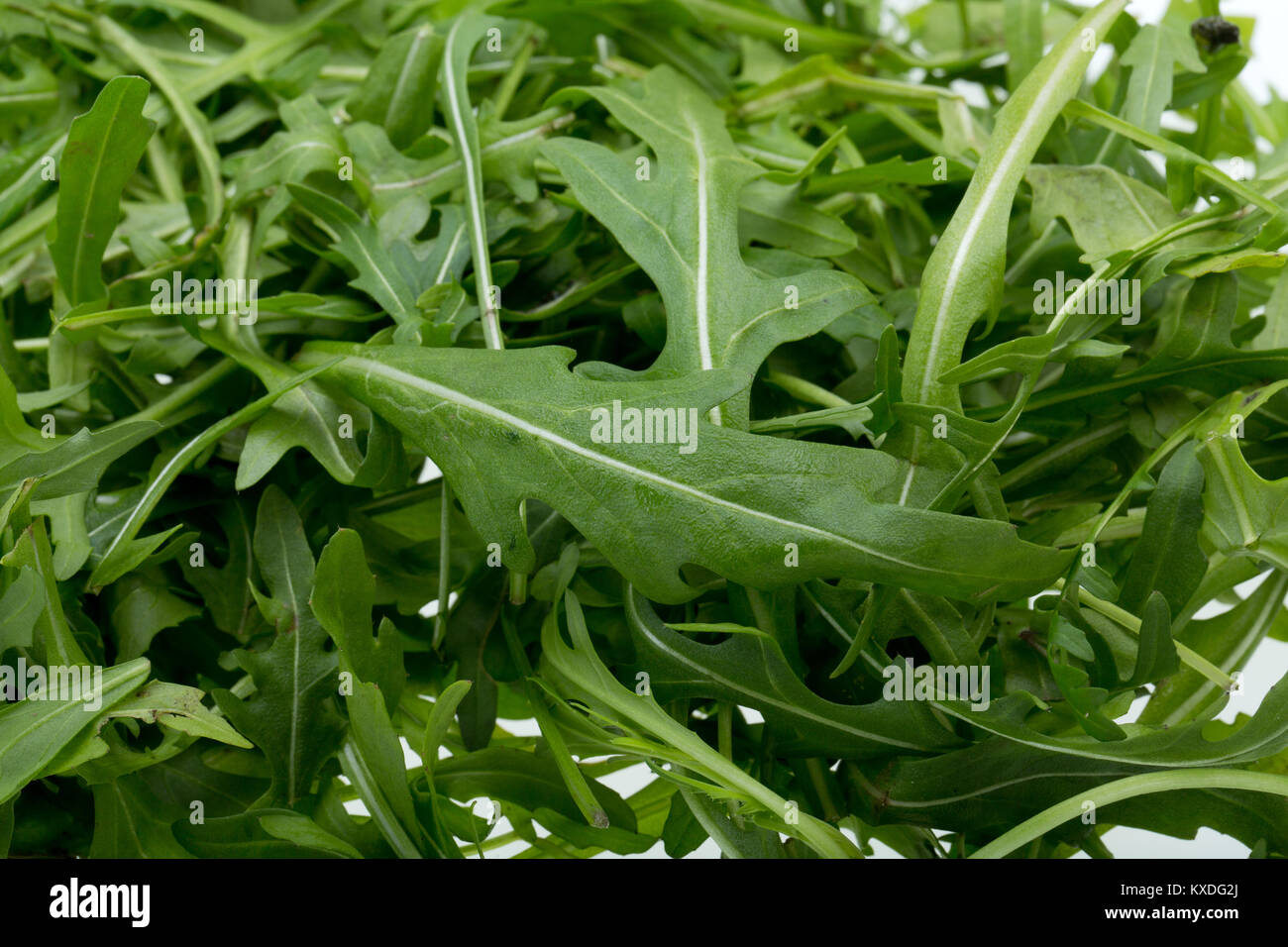 Heap of ruccola leaves Stock Photo - Alamy
