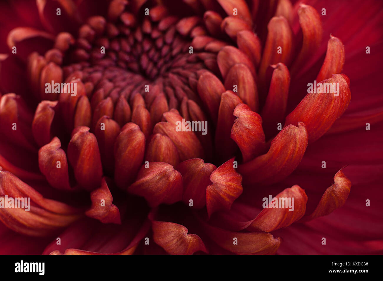 Red chrysanthemum flower closeup hi-res stock photography and images ...