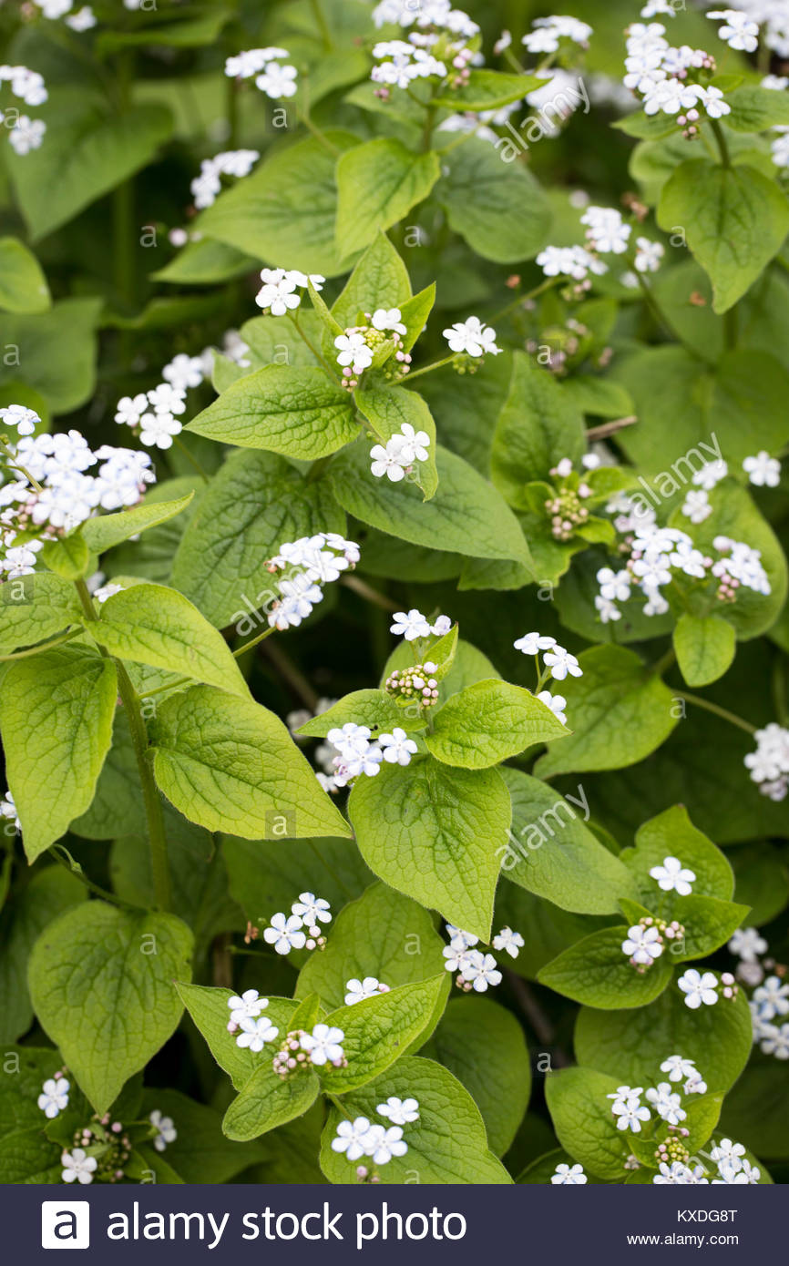 Brunnera Stock Photos & Brunnera Stock Images - Alamy
