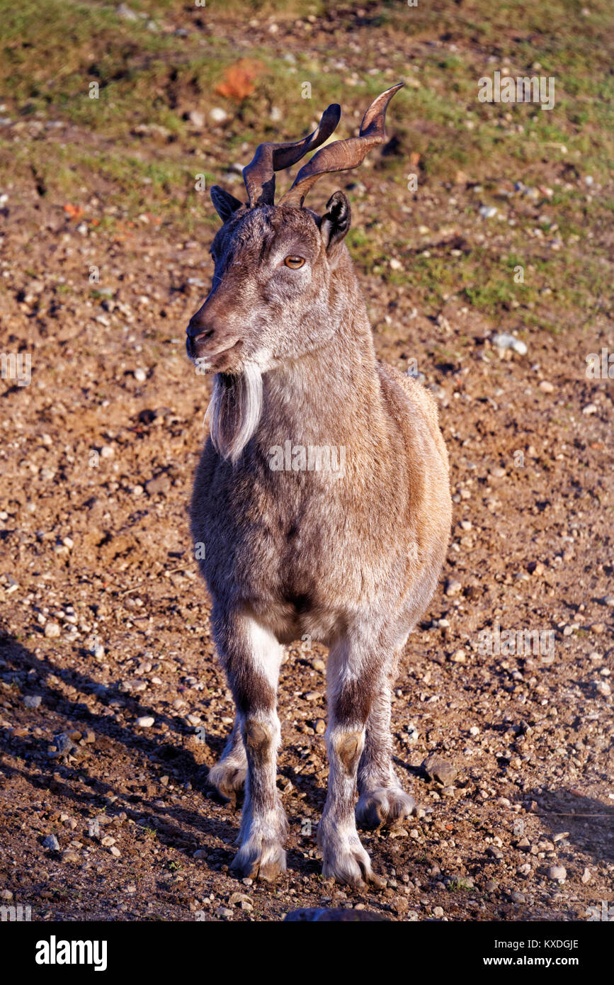 Markhor (Capra falconeri) is a large species of wild goat Stock Photo ...