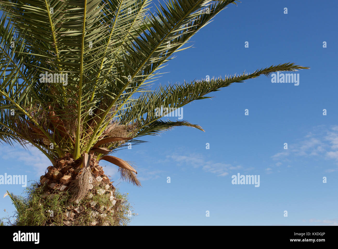 Close-up of a Palm Tree Stock Photo - Alamy