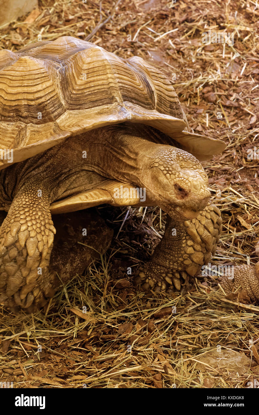 African spurred tortoise (Centrochelys sulcata), also called the ...