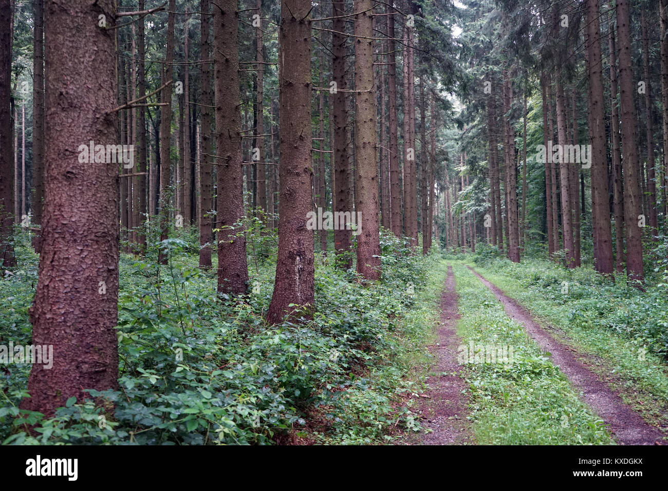 Track in pine tree forest in Germany Stock Photo - Alamy