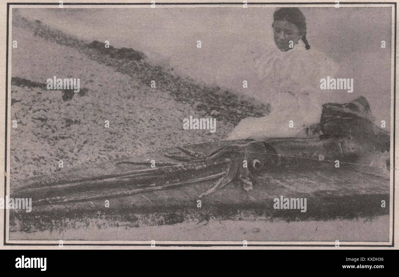 A Sixty-pound Devil fish so Powerful that one man could not tear its ...