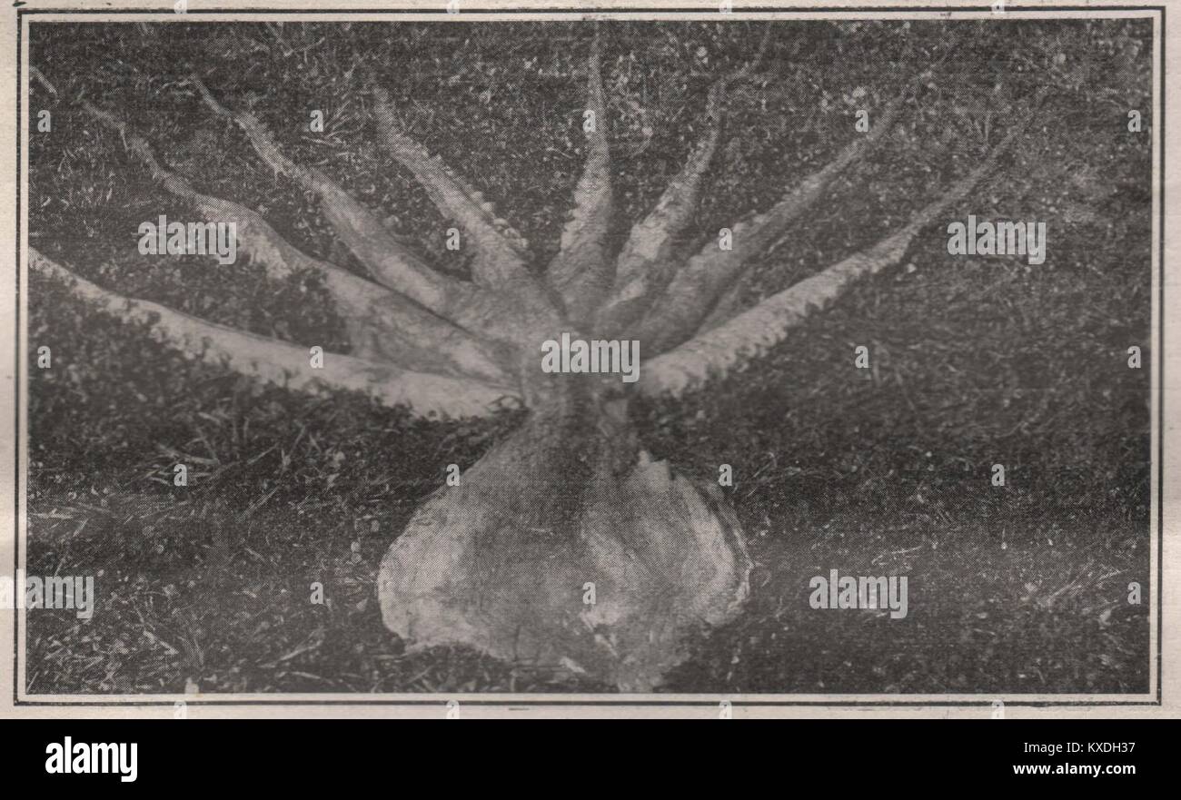 Upper Surface of a Devil fish Measuring 20 feet Stock Photo - Alamy