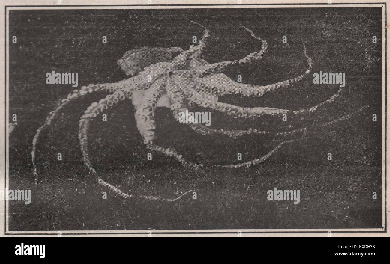 Under Surface of the 20-foot Devil Fish Stock Photo - Alamy