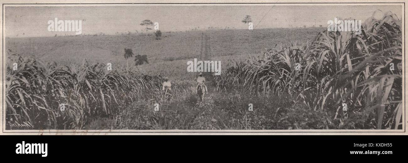 General view of a Sugar Estate owned by Americans in Cuba Stock Photo ...