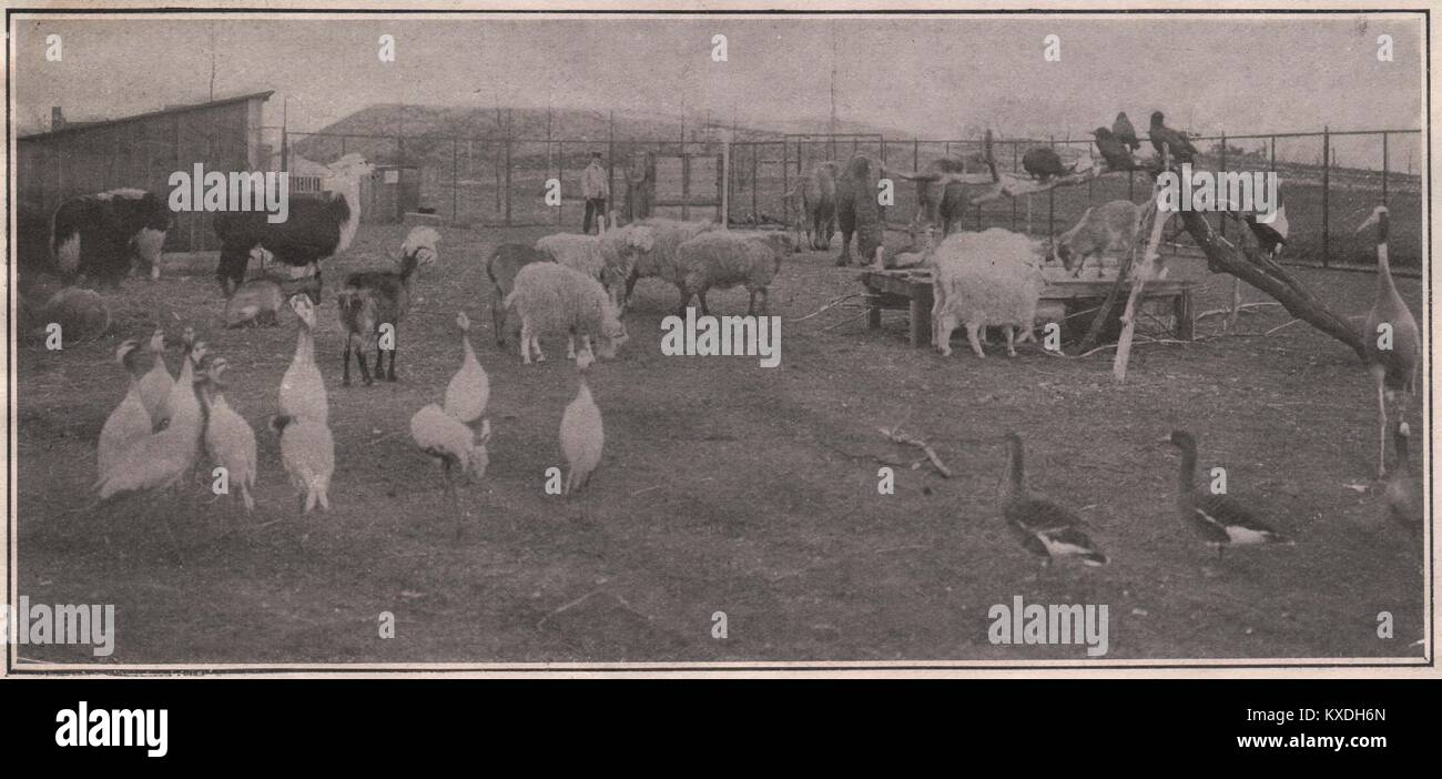 A Group composed of Camels, Yaks, Llamas, Goats, Sheep, Cranes, Geese ...