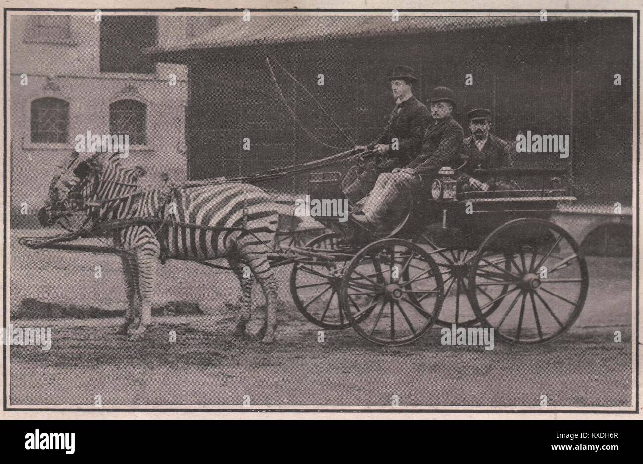 Tame Zebras Broken to Harness Stock Photo - Alamy