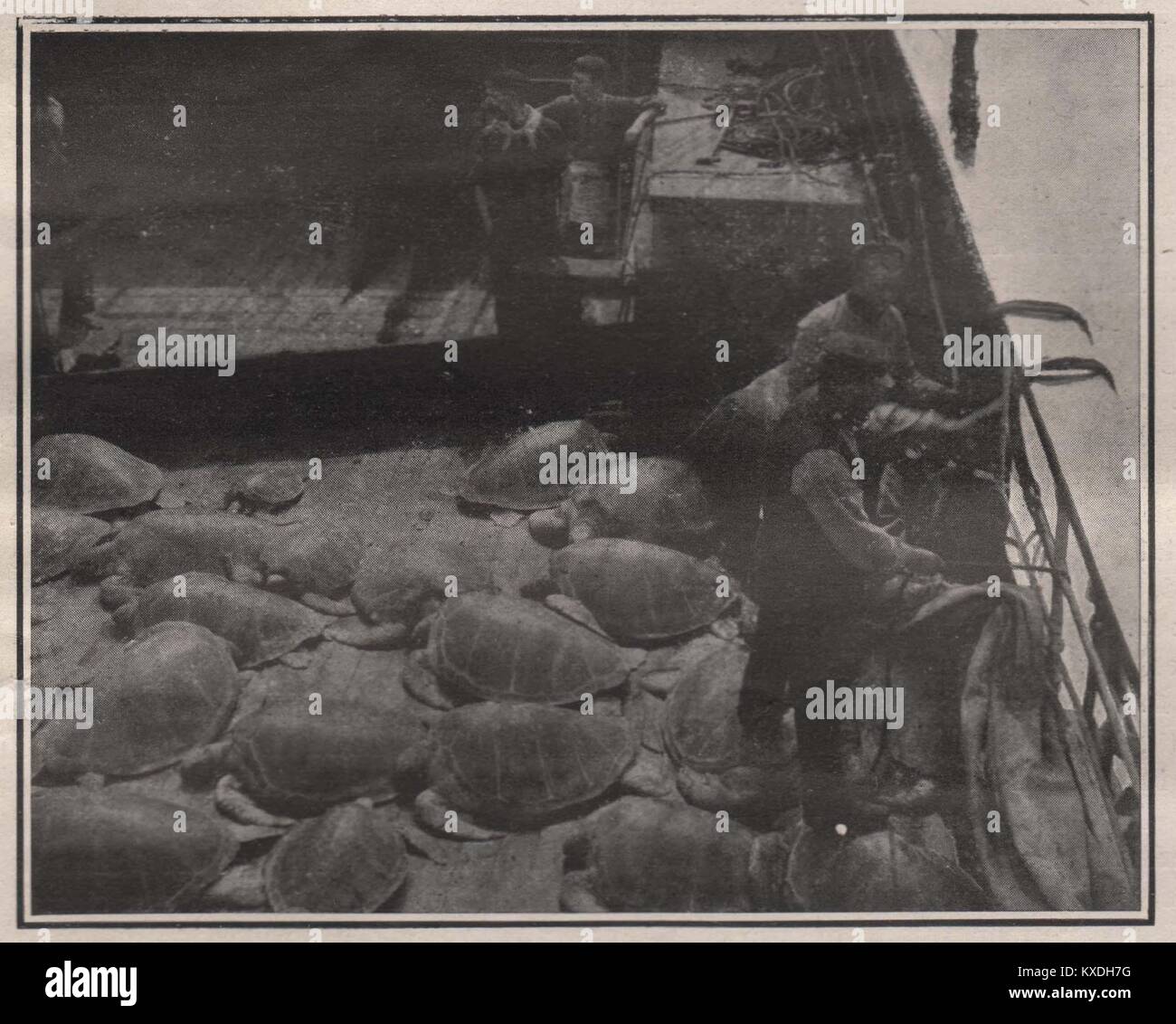 Turtle ship hi-res stock photography and images - Alamy