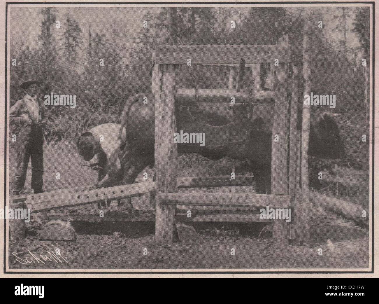 Shoeing an Ox Stock Photo - Alamy