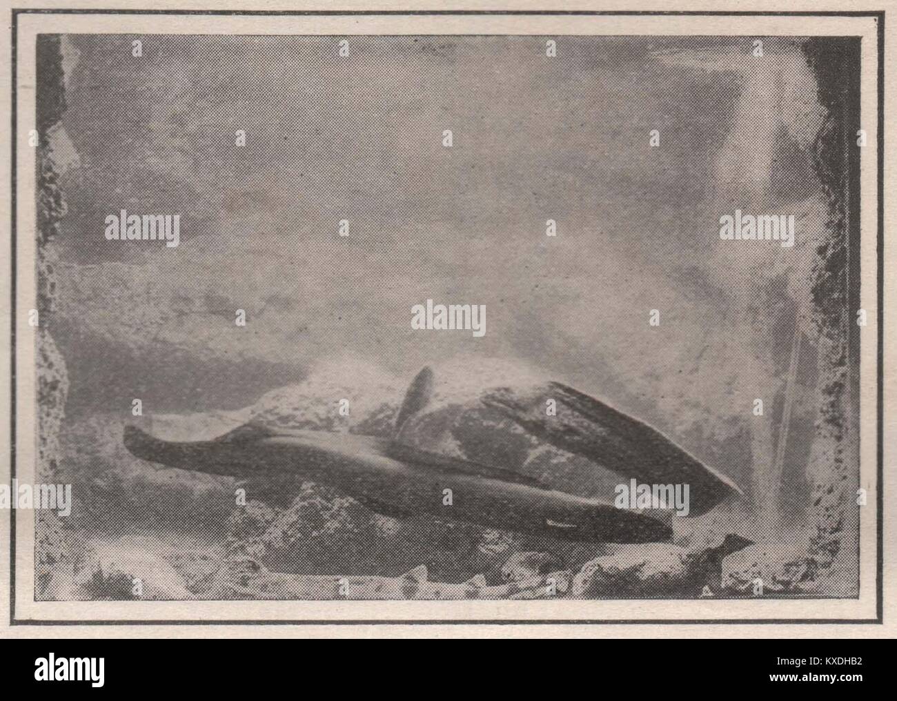 Congers in one of the Aquariums Stock Photo - Alamy