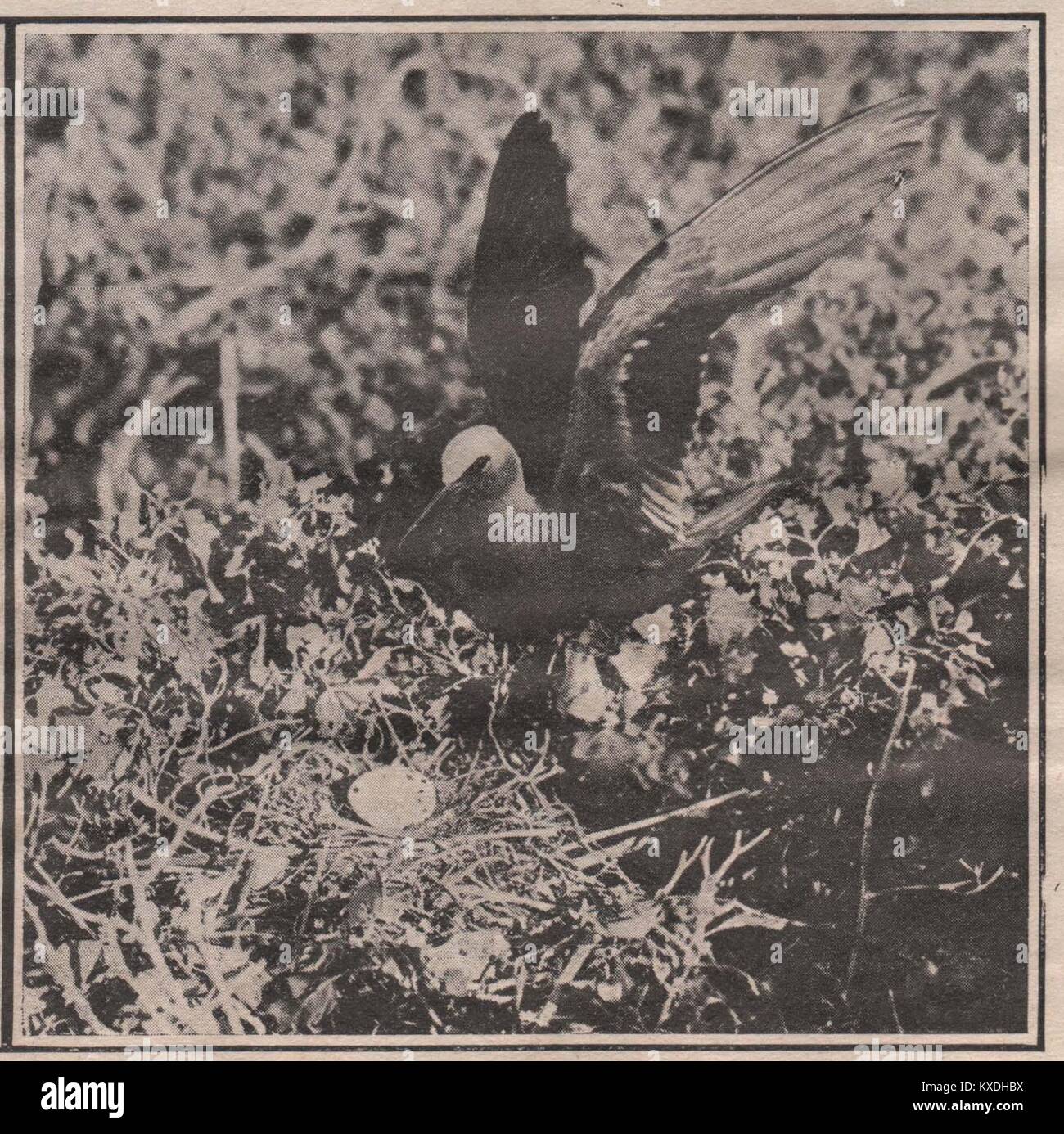 Hawaiian Tern Alighting on its Nest Stock Photo - Alamy