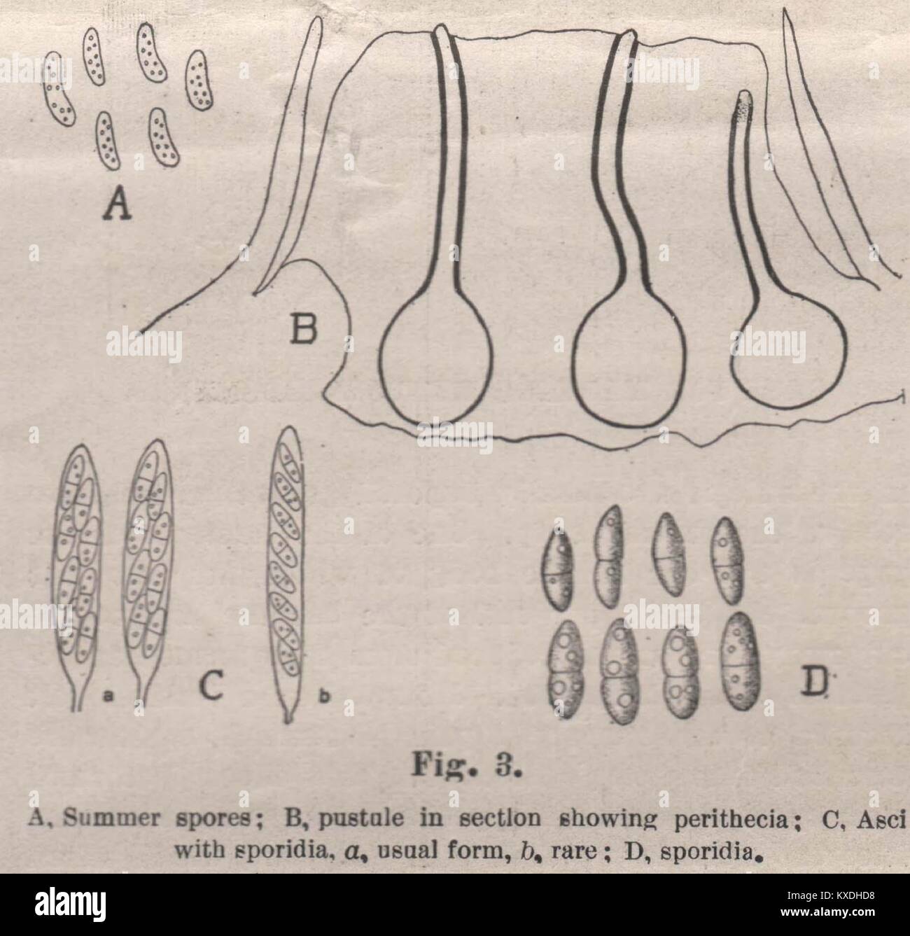 Sporidia hi-res stock photography and images - Alamy