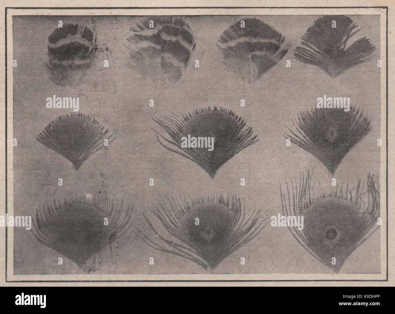 The Development of the Peacock Eye-Spot Stock Photo - Alamy