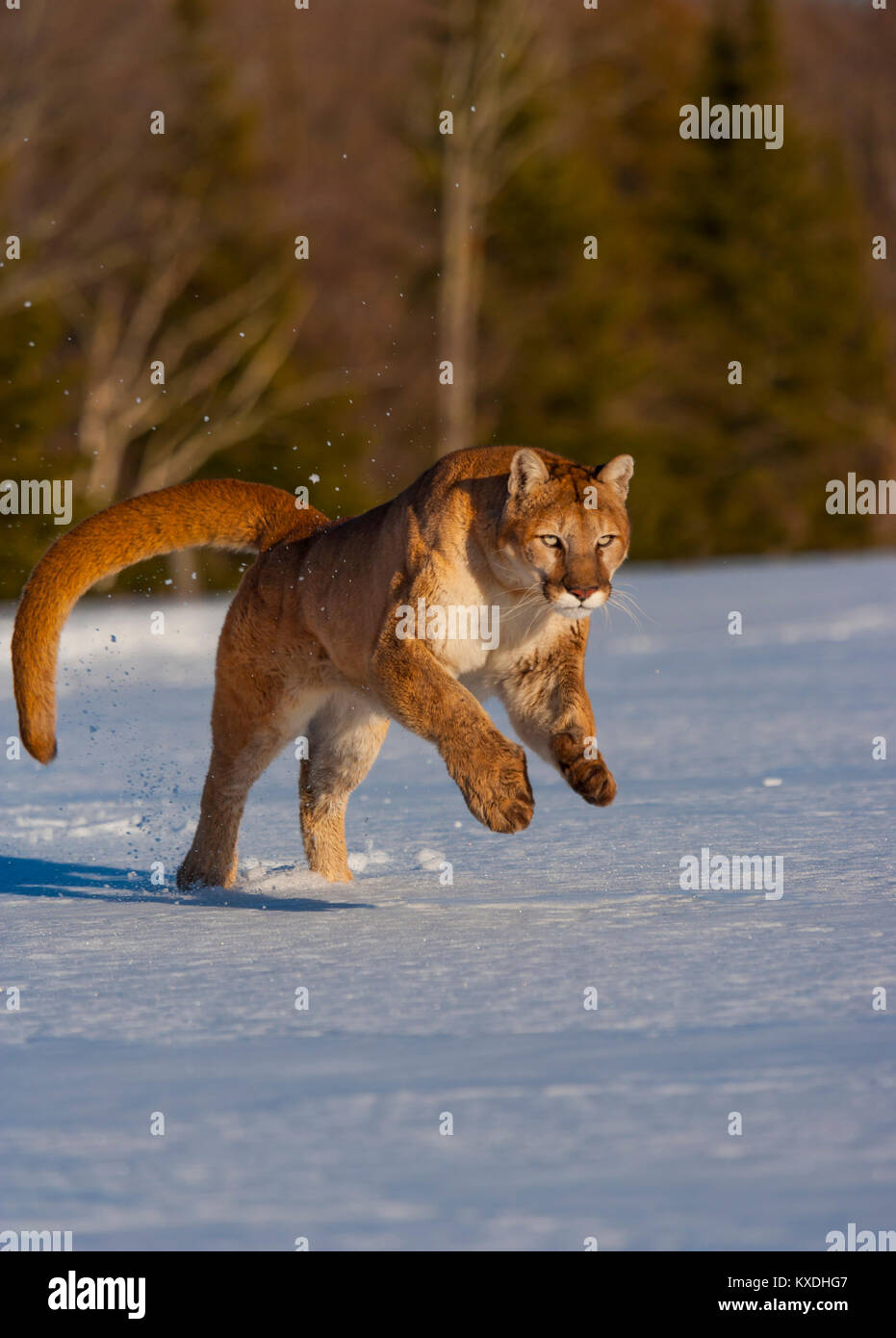 Cougar (Puma concolor), also commonly known as the mountain lion, puma ...