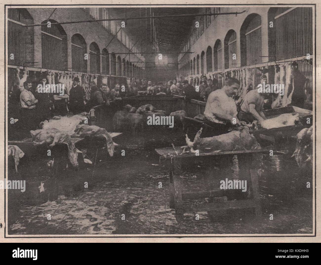 Interior of Calf and Sheep Slaughtering Room. The room is Cleaned with ...