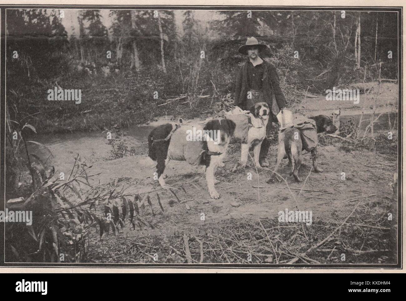 Prospector and his Pack Dogs Stock Photo - Alamy