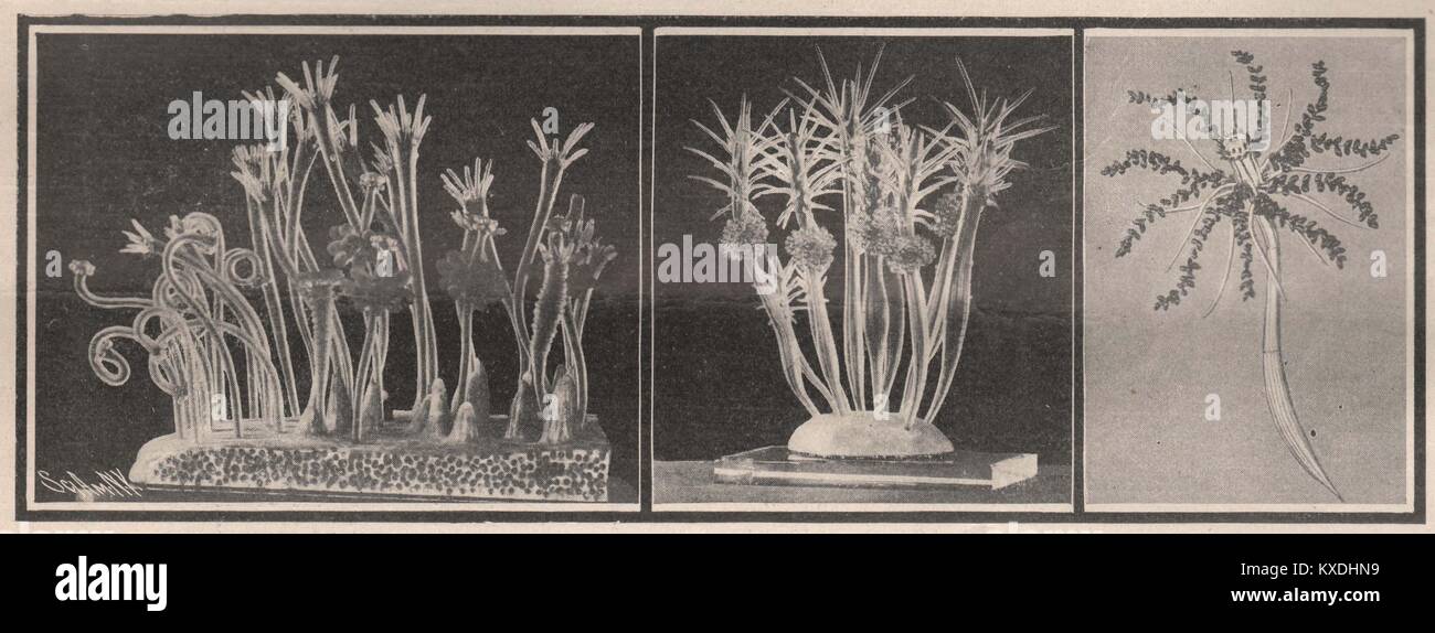 Hydroid Polyps; Hydroid, Natural Size Stock Photo - Alamy