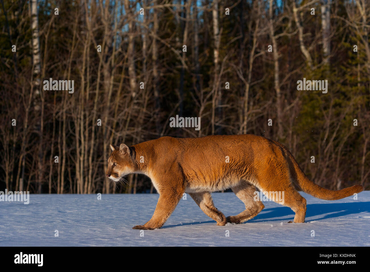 Cougar (Puma concolor), also commonly known as the mountain lion, puma ...