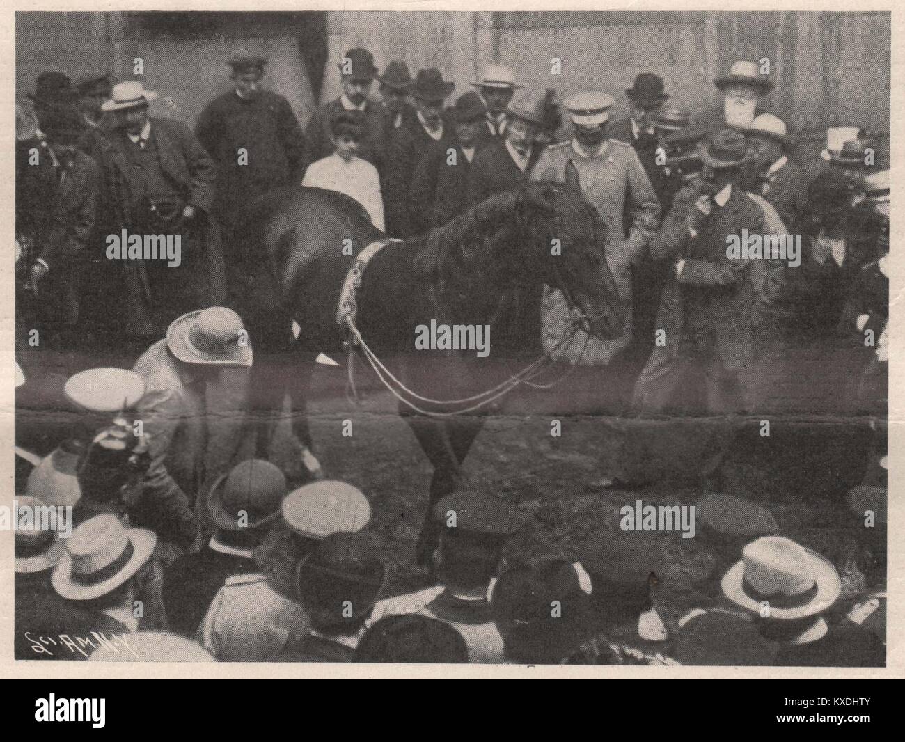 "Hans" Answering an Arithmetical Question by Pawing with His Hoof Stock ...