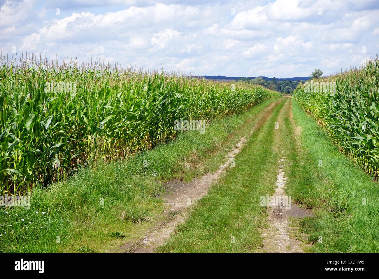 Track on the corn field in Germany Stock Photo - Alamy