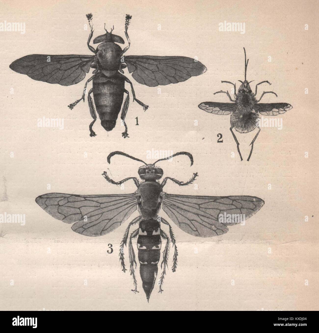 Insect Wings Mechanism Stock Photo - Alamy