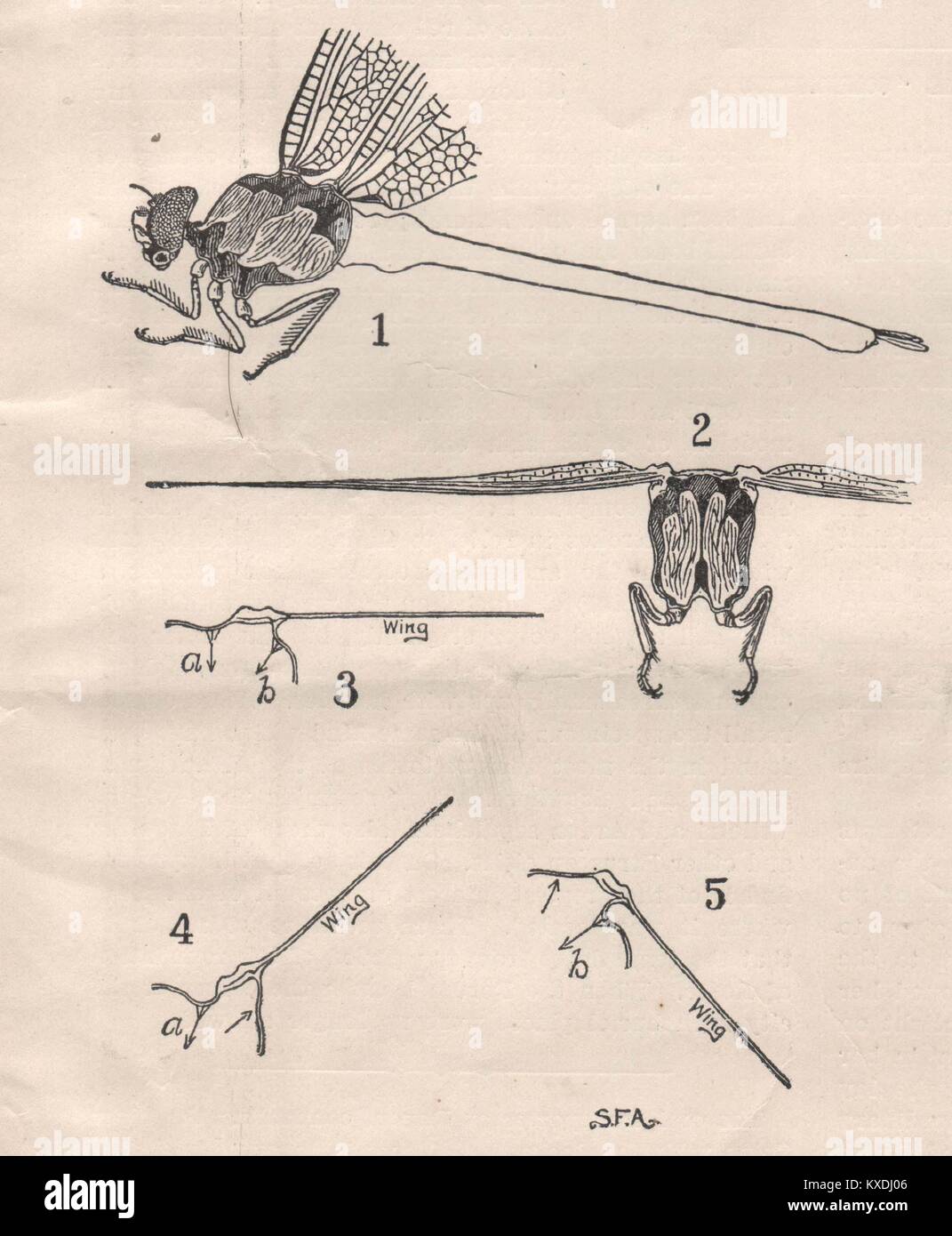 Insect Wing Mechanism Stock Photo - Alamy