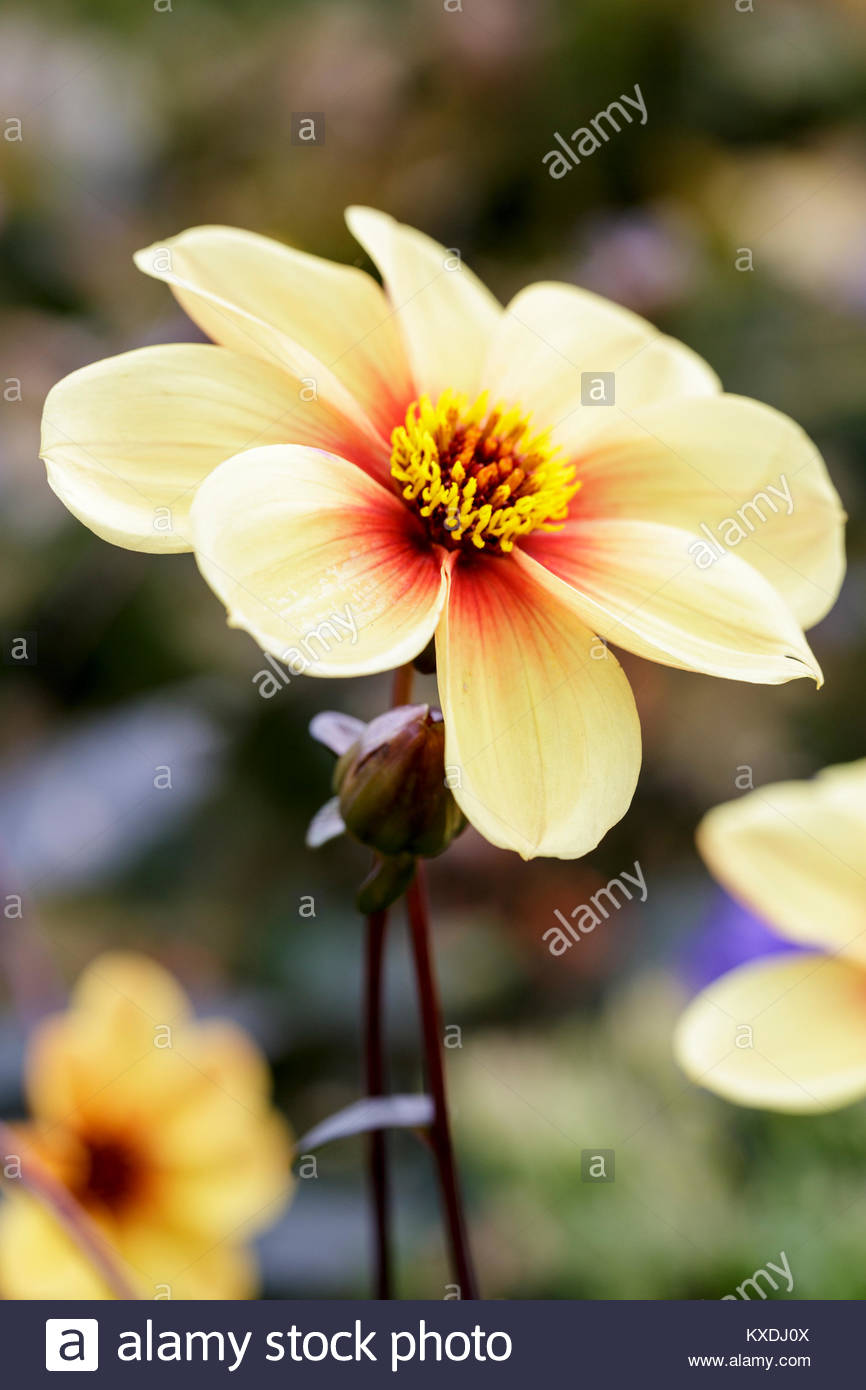 Dahlia Moonfire Stock Photos & Dahlia Moonfire Stock Images - Alamy