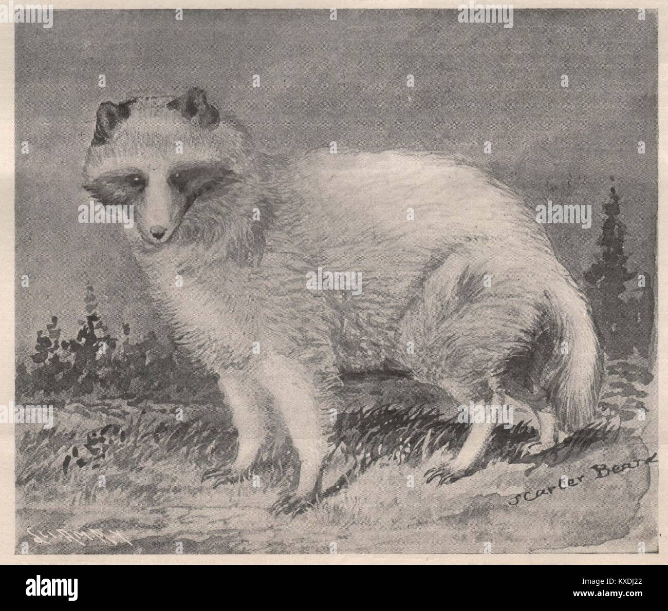 The white Raccoon Dog-an Animal new to science Stock Photo - Alamy