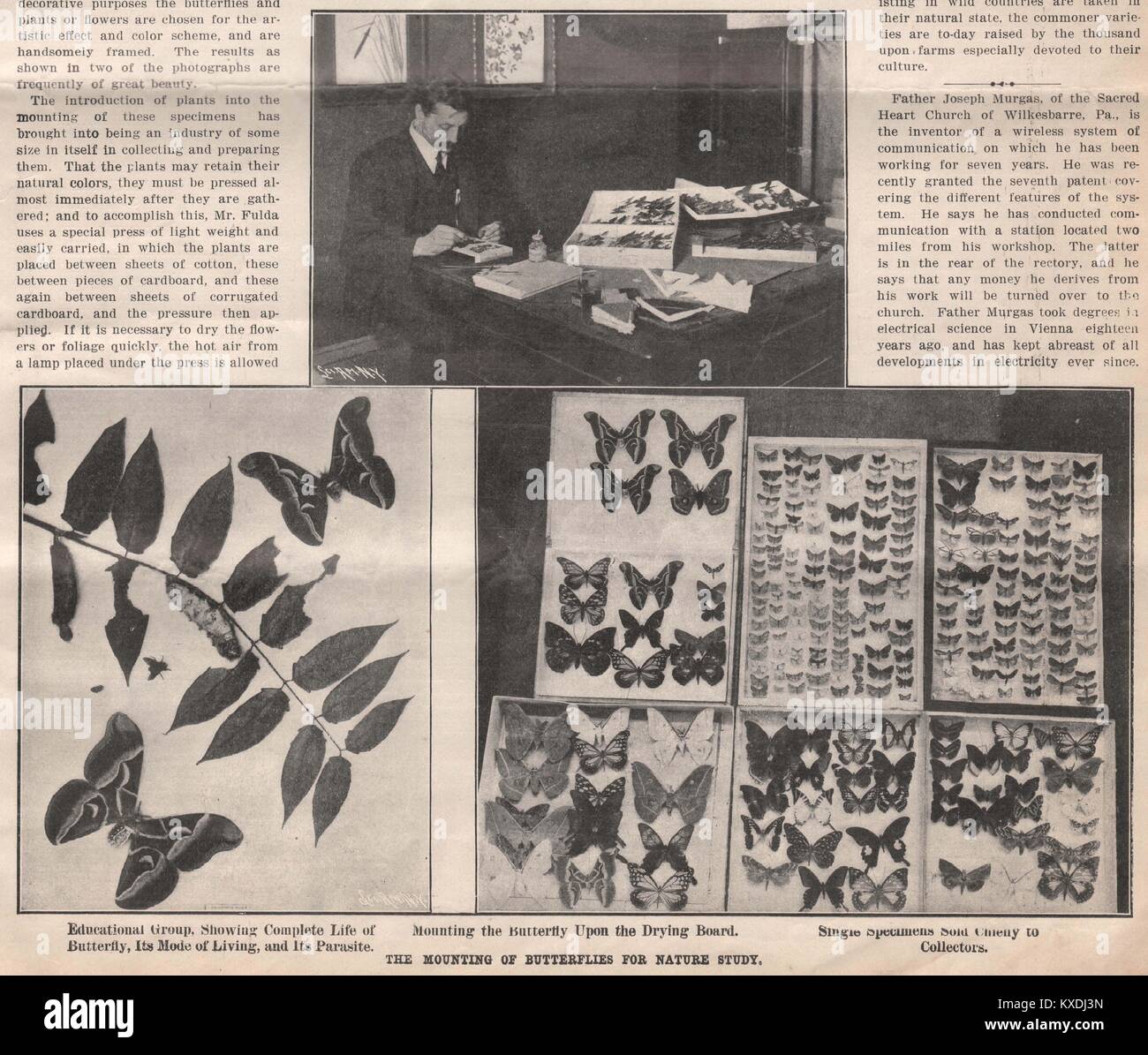 Educational group, showing complete life of Butterfly, its mode of ...