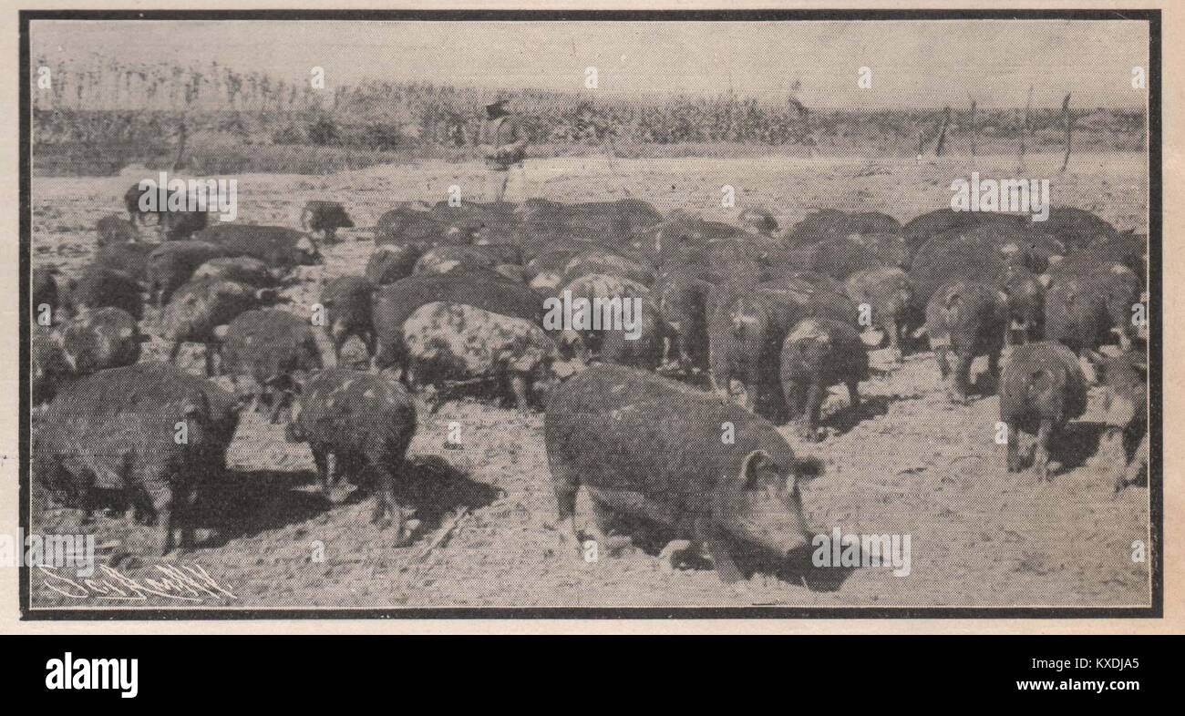 Droves of Hogs feeding on Corn Stubble and Young Trees in Reclaimed ...