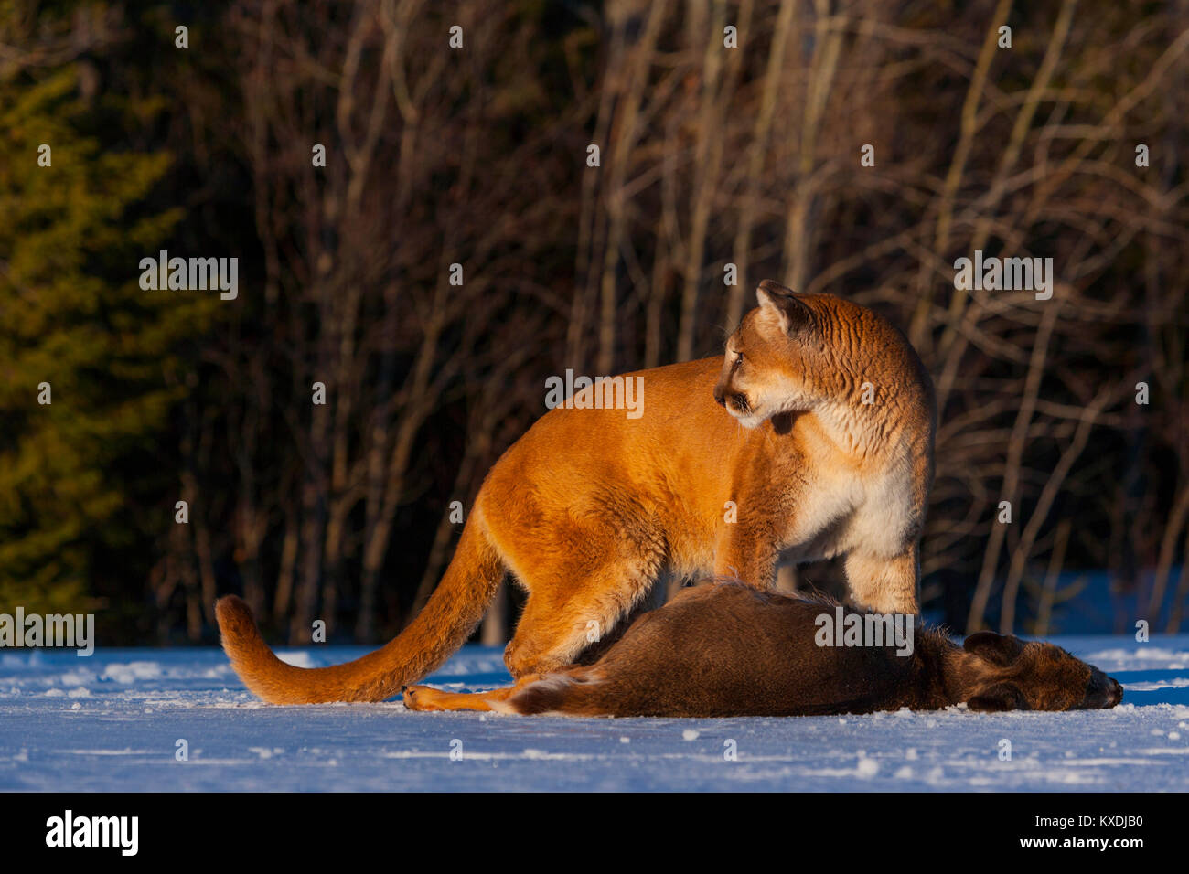 Cougar (Puma concolor), also commonly known as the mountain lion, puma ...
