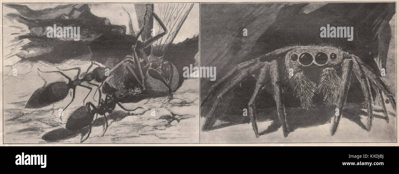 Two Ants Sharing a Victim; Small Spider Preparing to Pounce on Its Prey ...