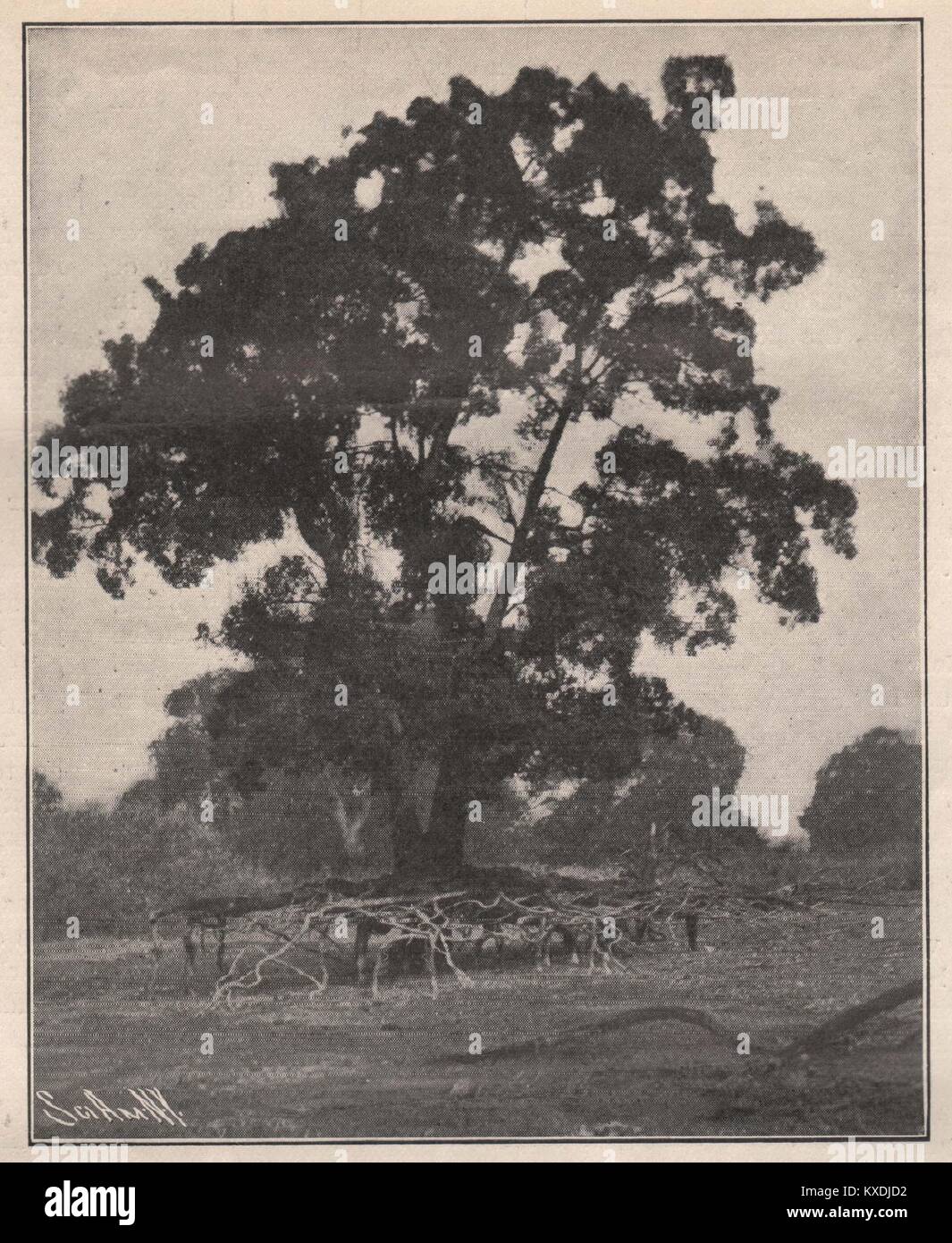 A tree on Stilts Stock Photo - Alamy