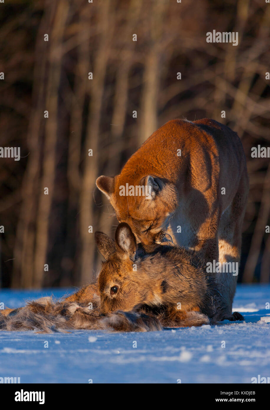 Cougar (Puma concolor), also commonly known as the mountain lion, puma ...