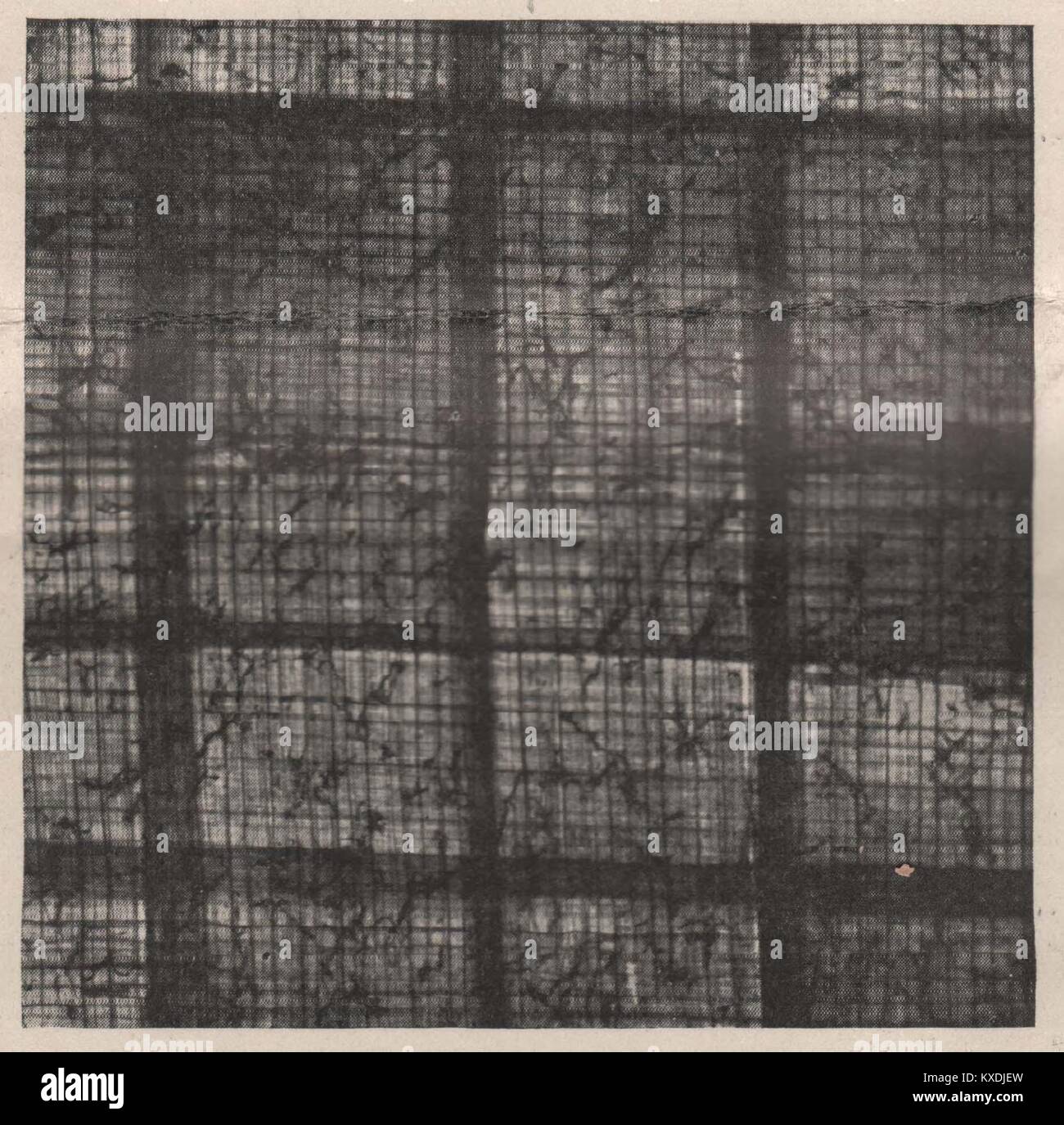 Egyptian papyrus hi-res stock photography and images - Alamy