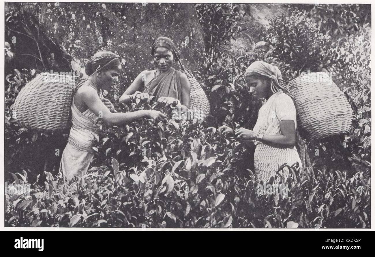 A Trio of Pluckers Stock Photo - Alamy