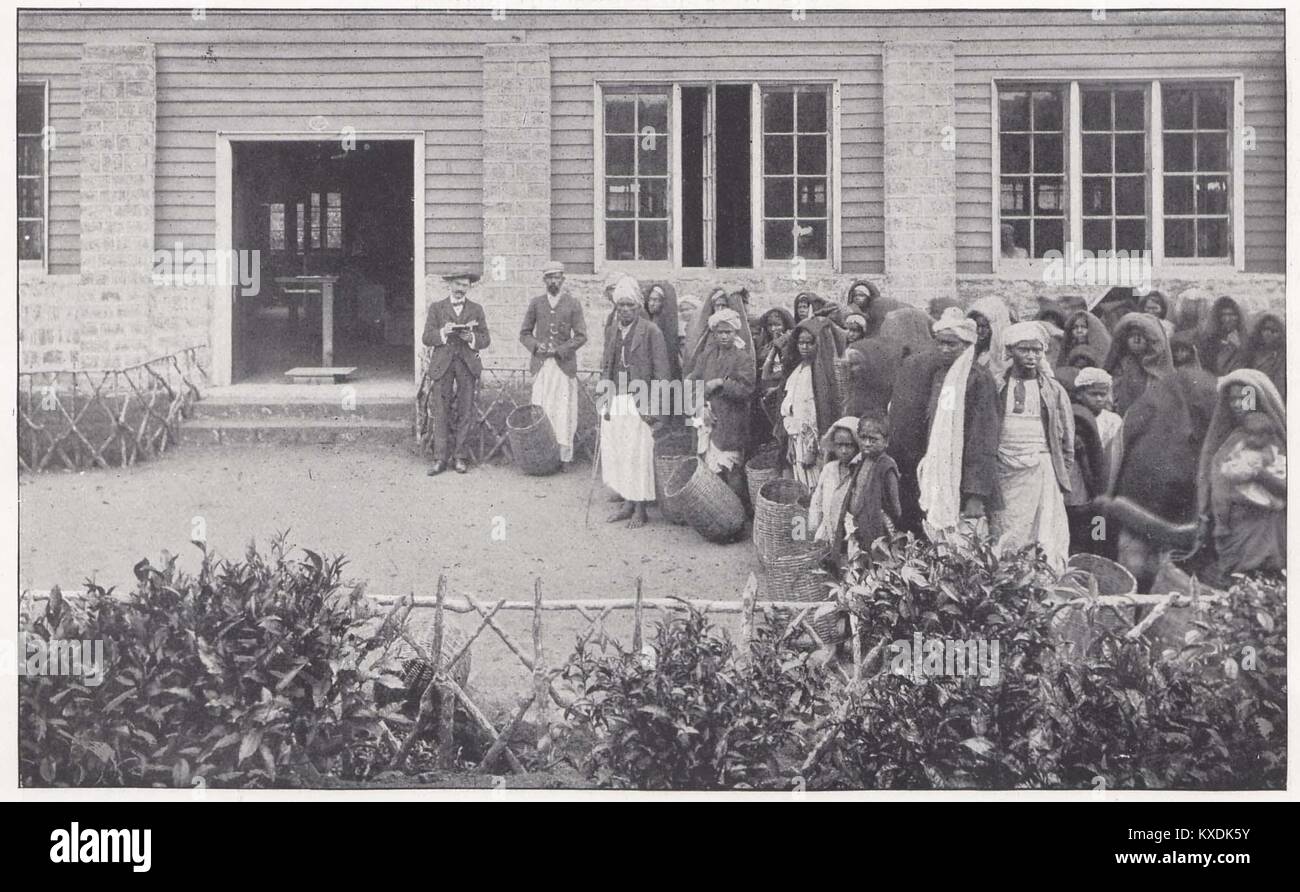 Rolling the Leaf Stock Photo - Alamy