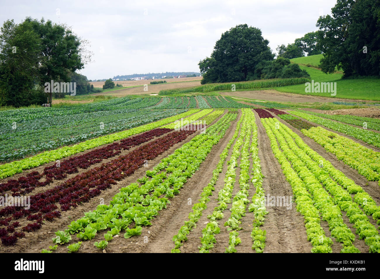 Farm garden with salat in Germany Stock Photo - Alamy