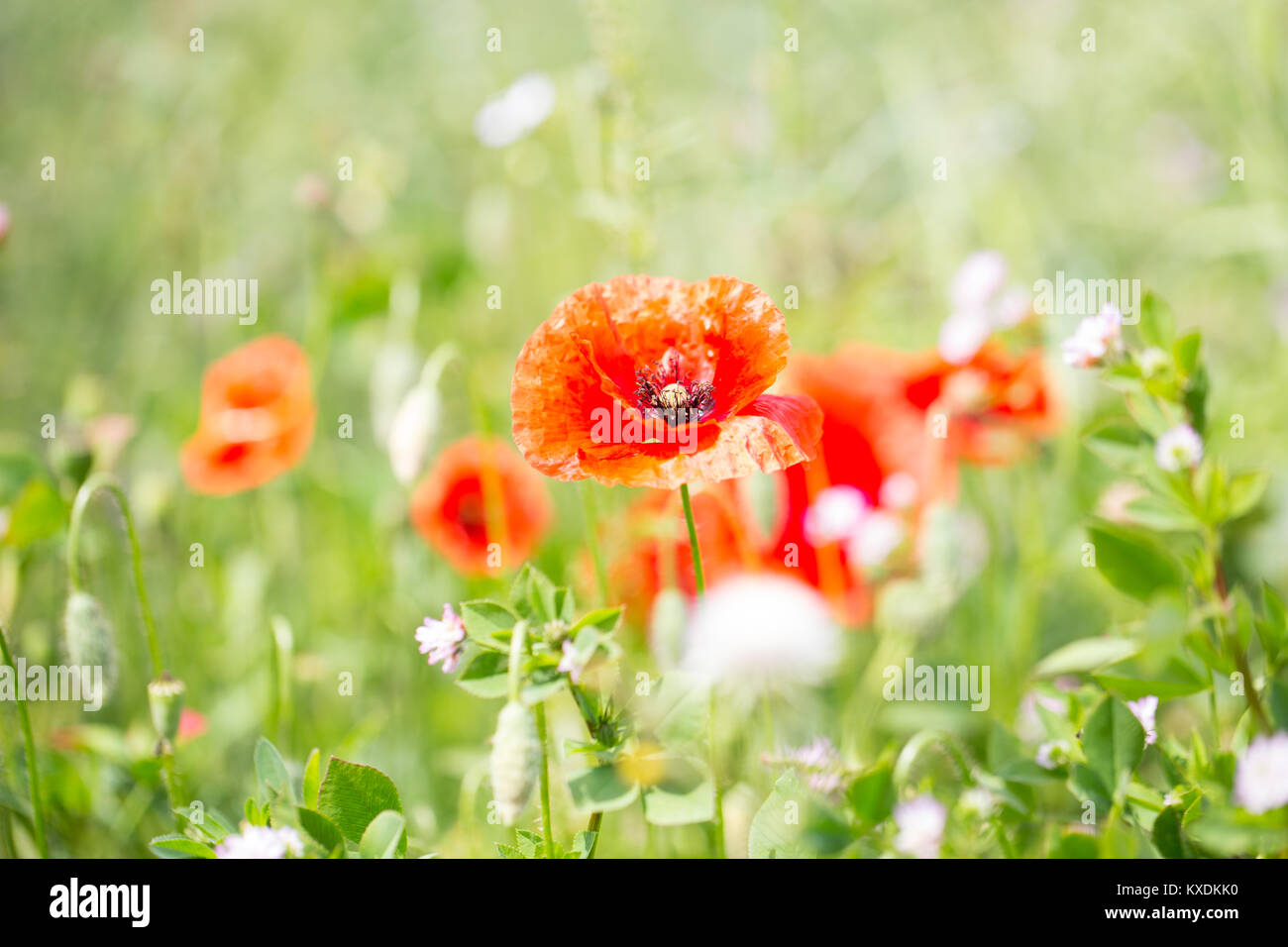 Corn poppyn (Papaver rhoeas), Bavaria, Germany Stock Photo - Alamy