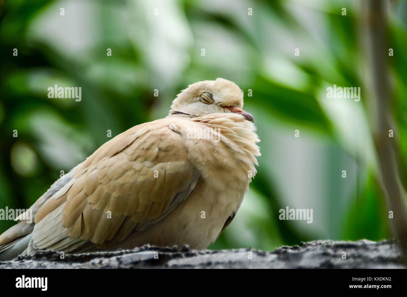 Sleeping white bird on branch with blurred green background Stock Photo ...