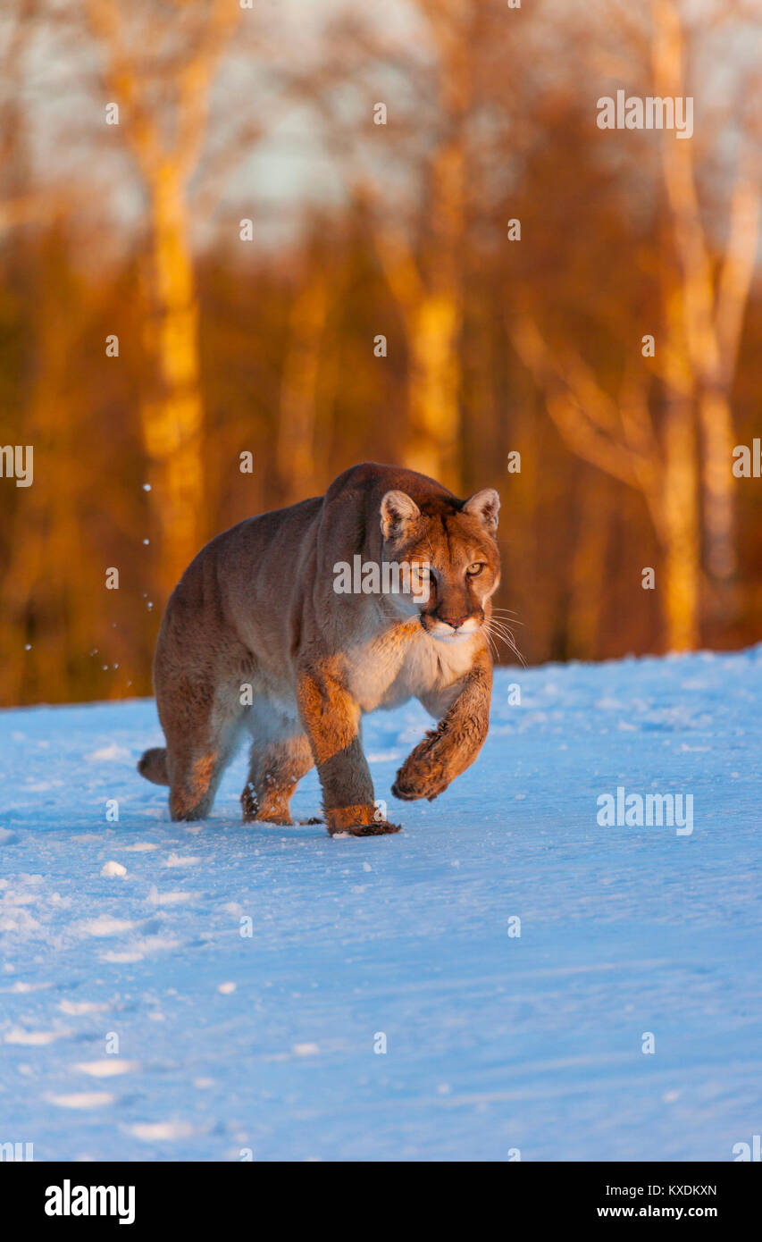 Cougar (Puma concolor), also commonly known as the mountain lion, puma ...