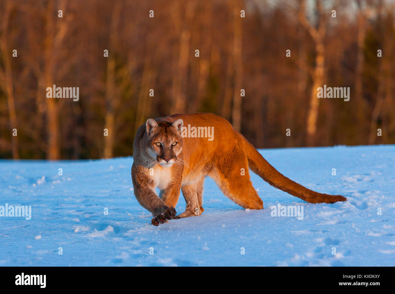 Cougar (Puma concolor), also commonly known as the mountain lion, puma ...