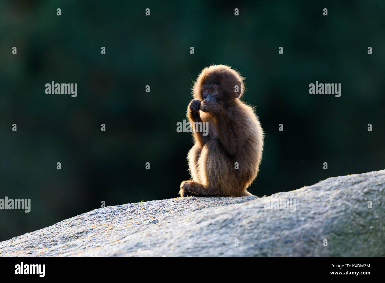 Gelada (Theropithecus gelada), young on rock, backlight, captive Stock ...