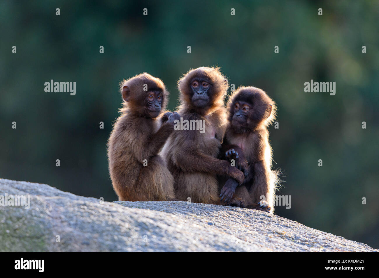Theropithecus gelada rocks hi-res stock photography and images - Alamy