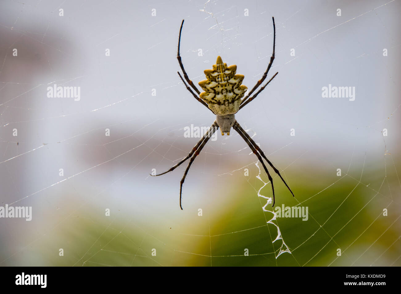 Orb weaver spider in web Stock Photo - Alamy