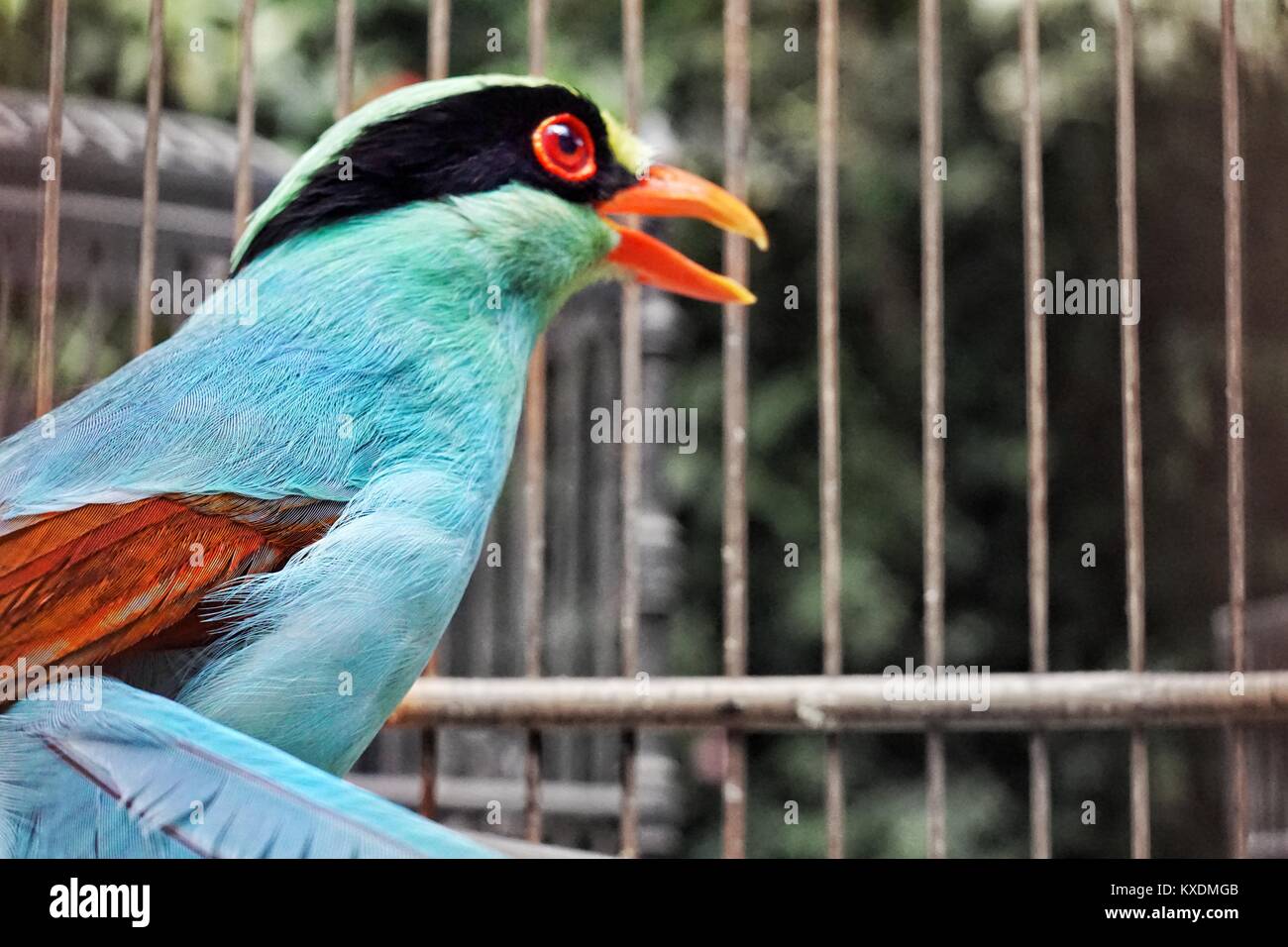 Blue bird cage hi-res stock photography and images - Alamy