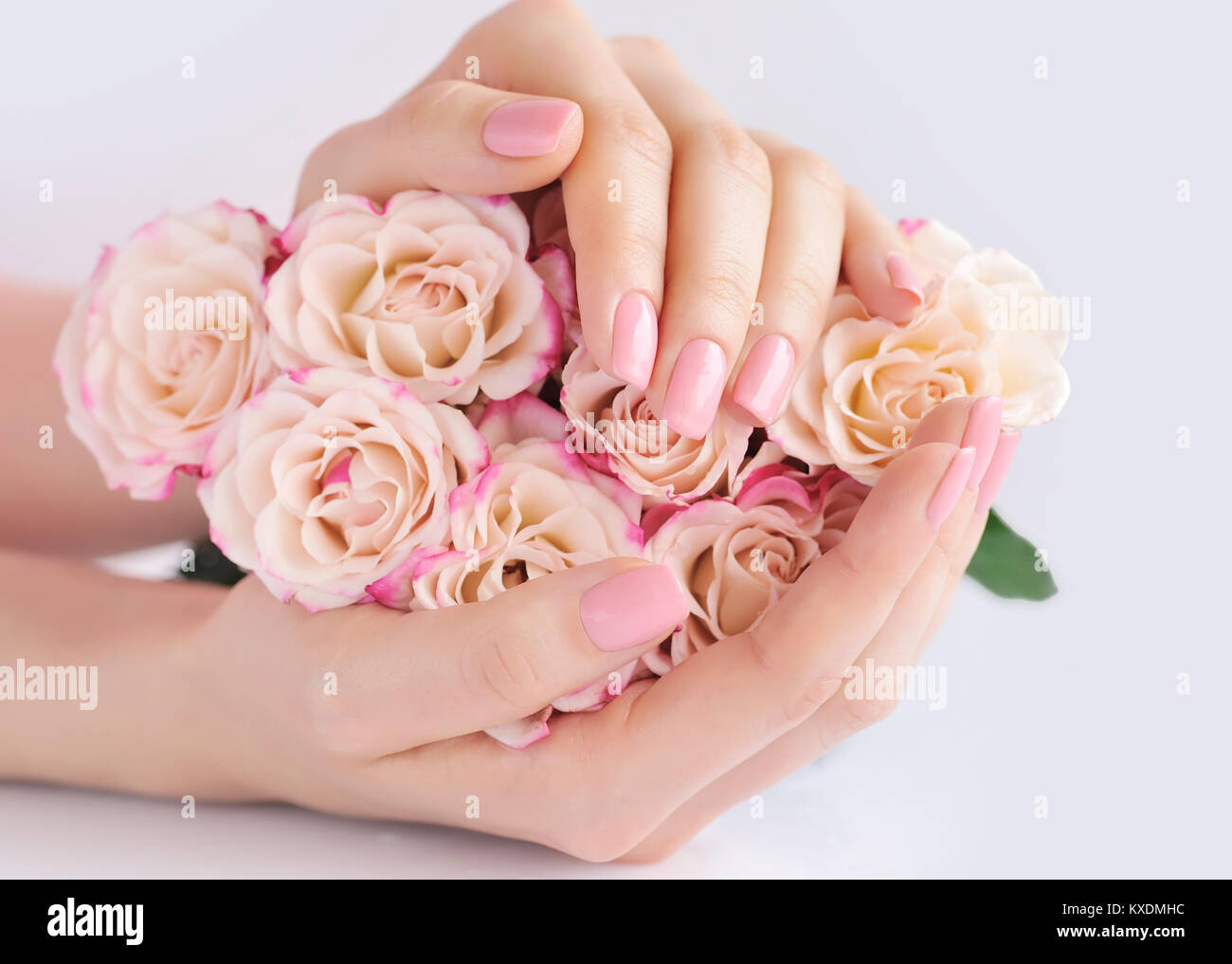 Hands of a woman with pink roses against white background Stock Photo ...